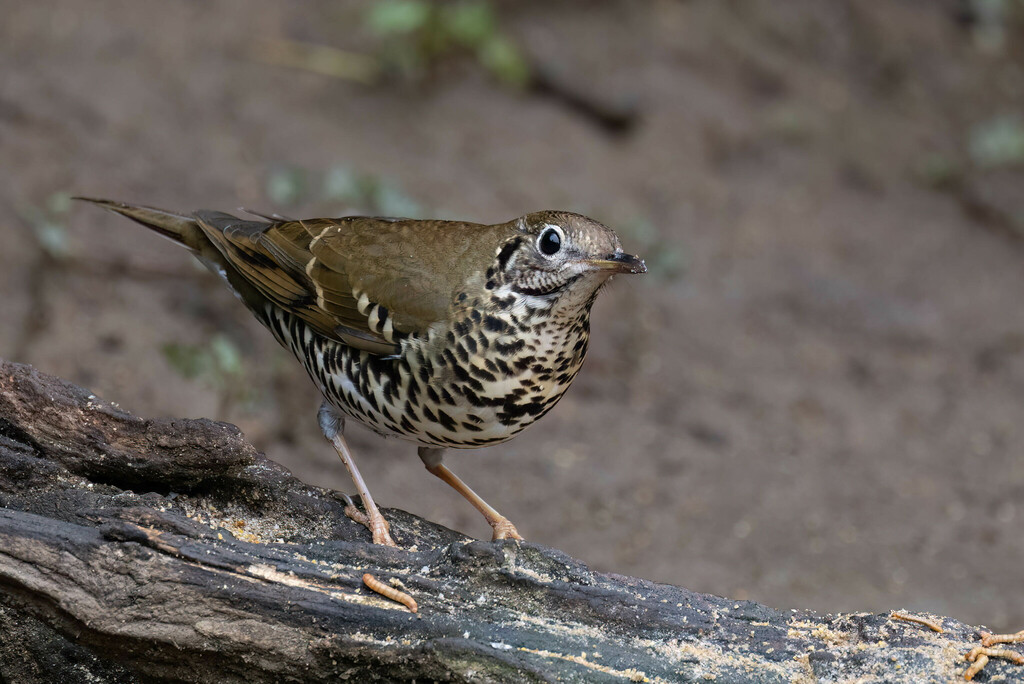 Long-tailed Thrush from Longyang District, Baoshan, Yunnan, China on ...