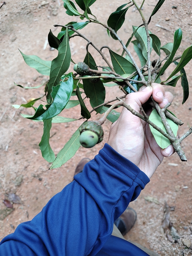 Aniba from Itaipava, Petrópolis - RJ, Brasil on January 25, 2024 at 02: ...