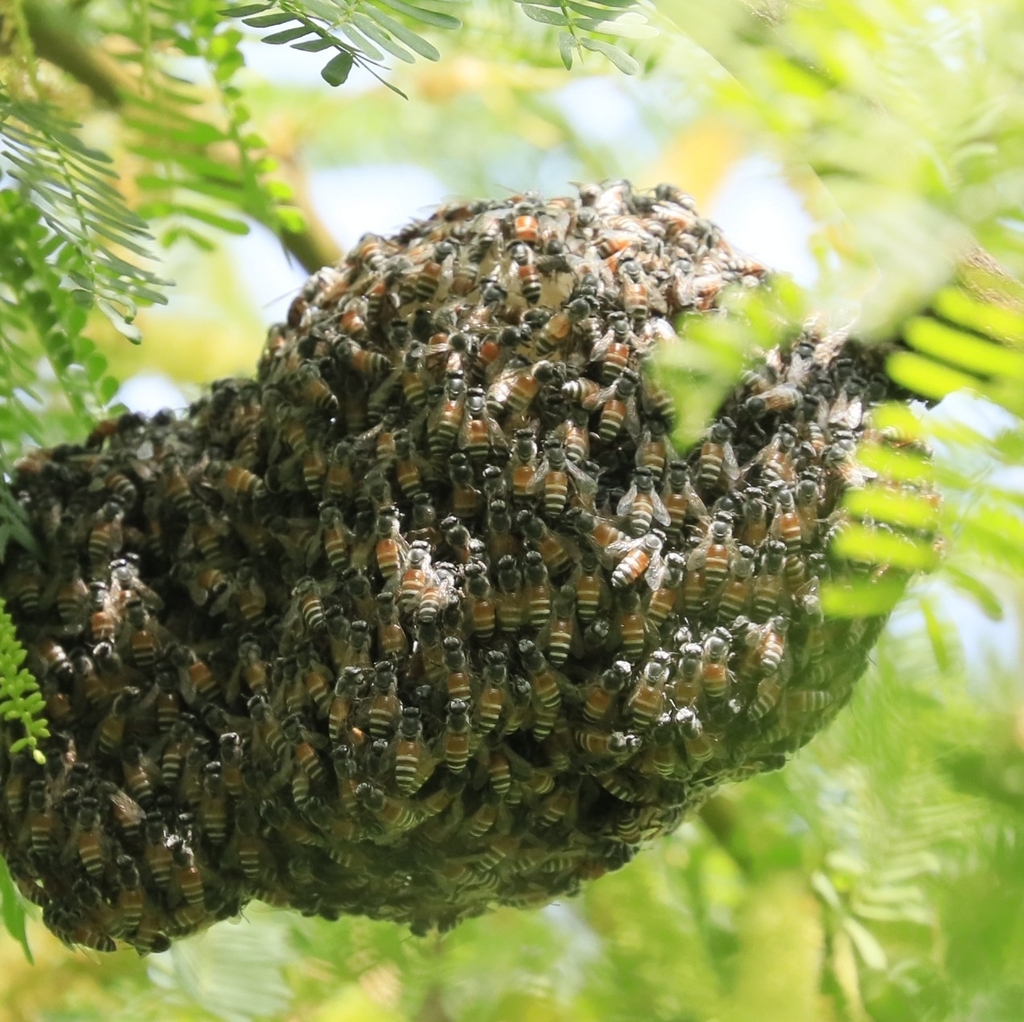 Red Dwarf Honey Bee from Salalah, Oman on February 15, 2024 at 08:34 AM ...