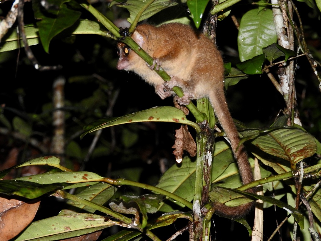 Marohita Mouse Lemur in February 2024 by Len deBeer · iNaturalist