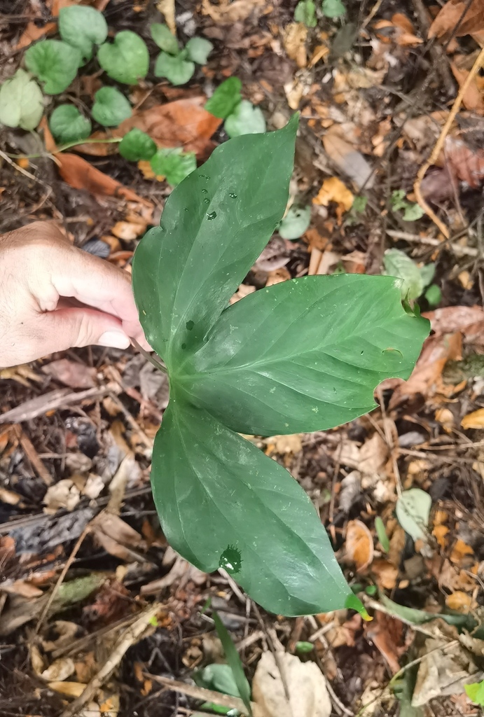 Cercestis afzelii from Golakonneh, Liberia on April 22, 2021 at 12:09 ...