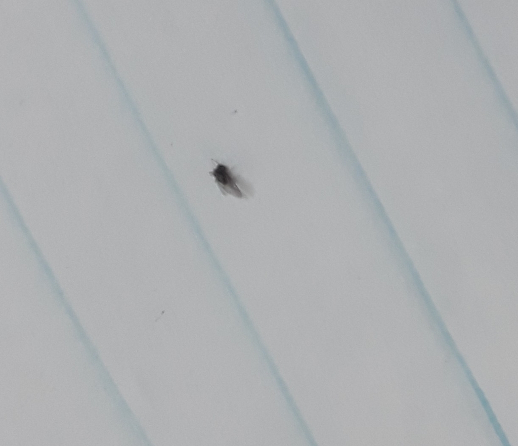 Telenominae on February 15, 2024 at 02:48 PM by Safina Swan · iNaturalist