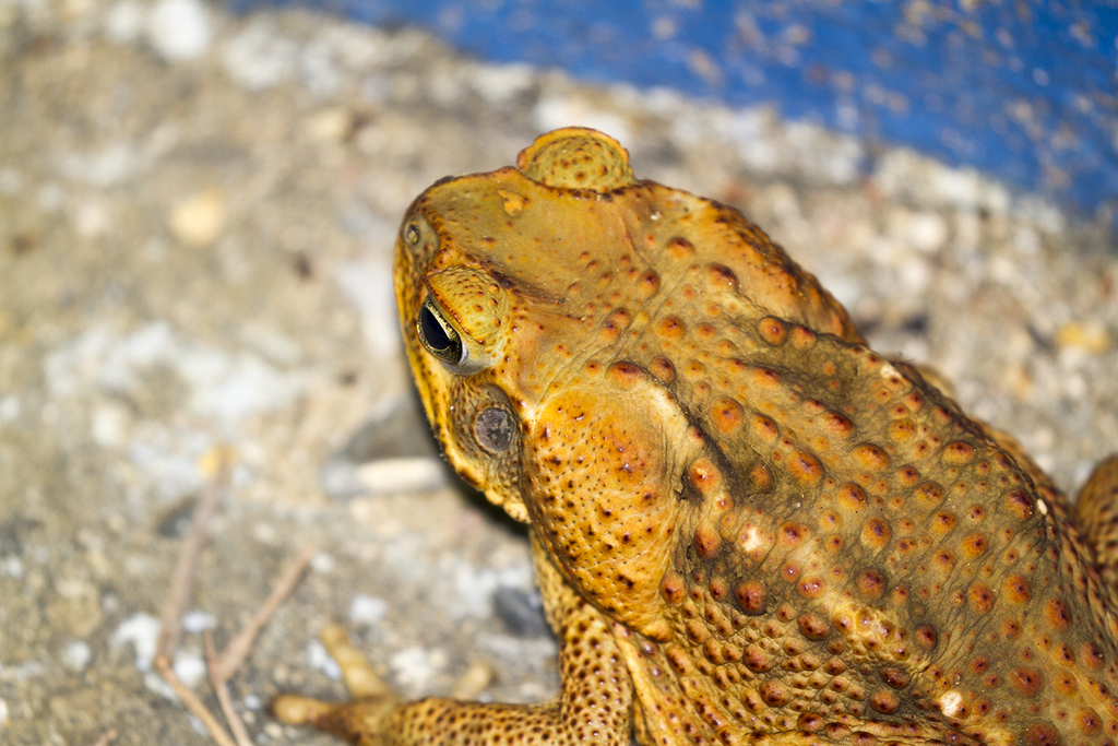 Cane Toad in February 2024 by Porlanaturaleza · iNaturalist