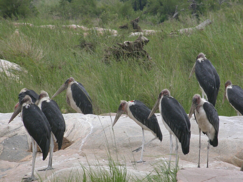 Marabou Stork from South Africa on December 9, 2004 at 01:28 PM by ...