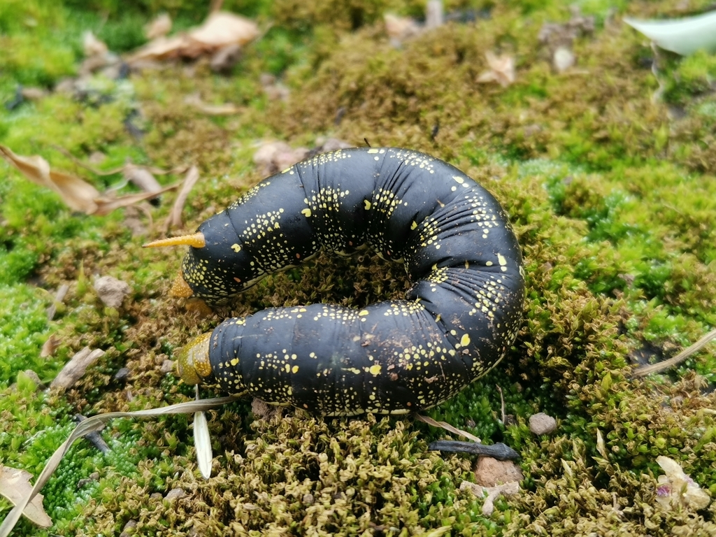 White-lined Sphinx from 53533 Naucalpan de Juárez, Méx., México on ...