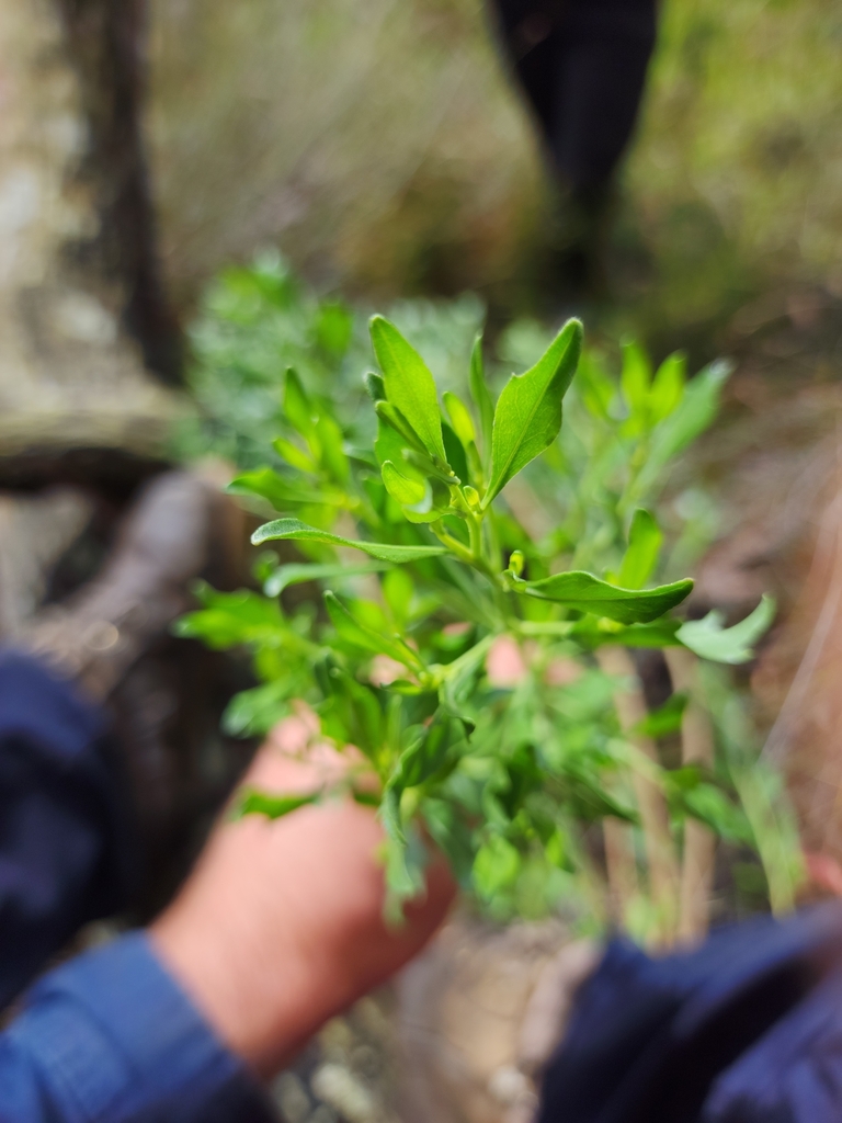 groundsel tree from Colongra NSW 2262, Australia on February 16, 2024 ...