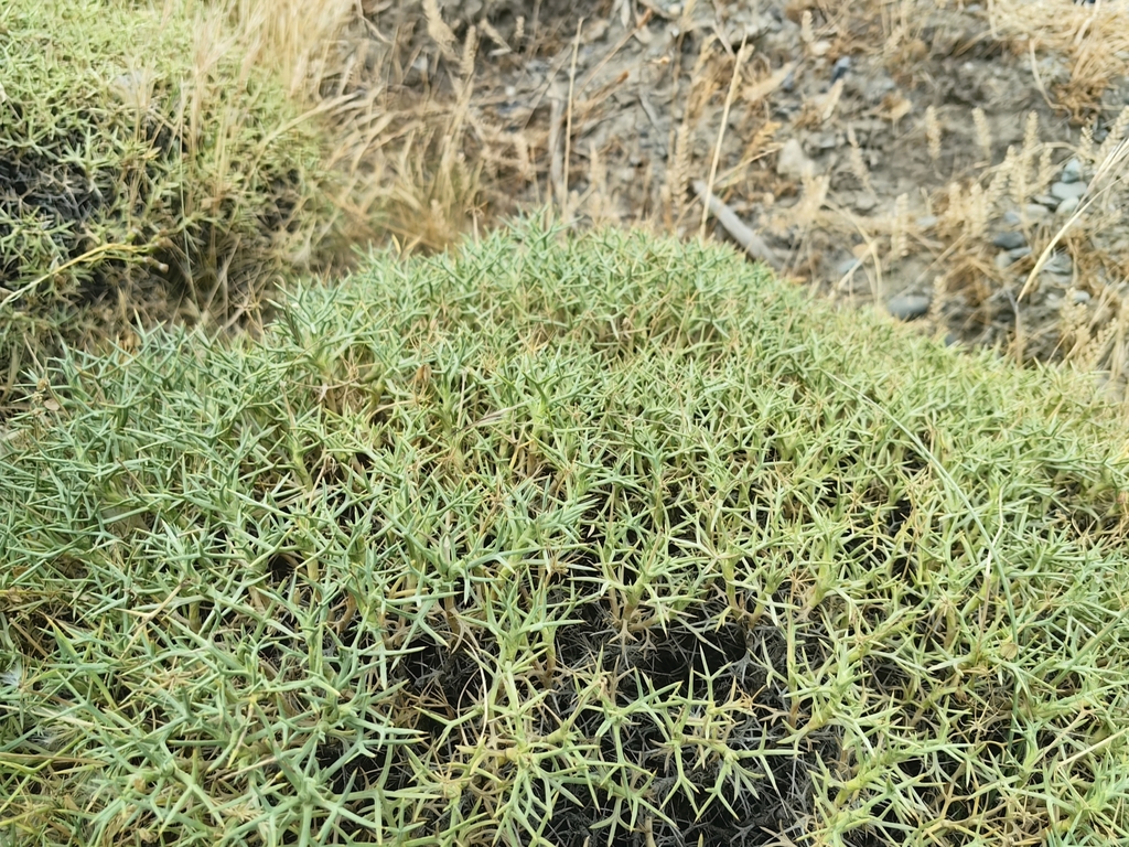 Azorella prolifera from Magallanes, Chile on February 15, 2024 at 06:32 ...