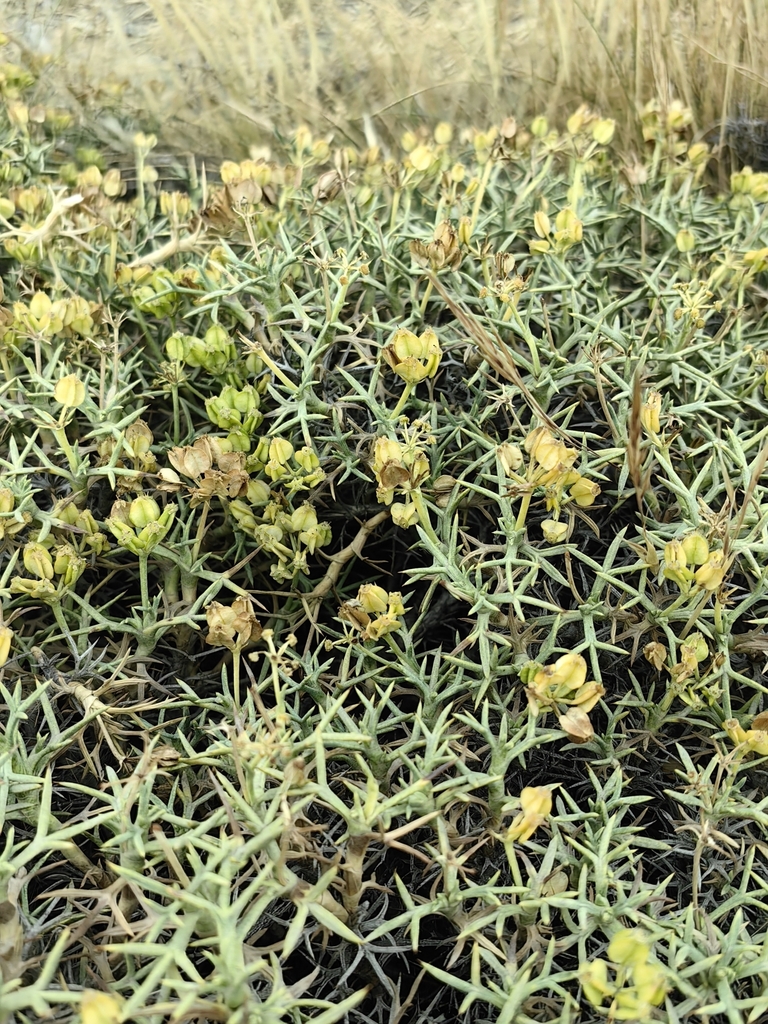 Azorella prolifera from Magallanes, Chile on February 15, 2024 at 06:41 ...