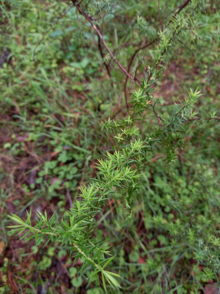 Prickly Beard-heath from Westleigh NSW 2120, Australia on February 16 ...