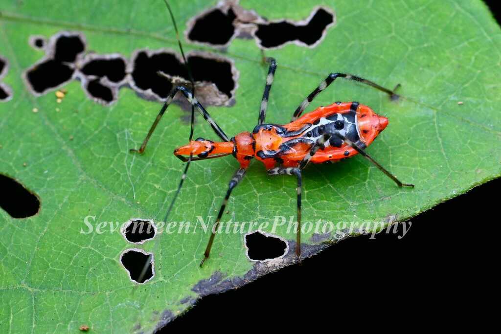 Sycanus falleni from 中国广西壮族自治区崇左市龙州县 on February 3, 2024 at 08:38 PM by ...