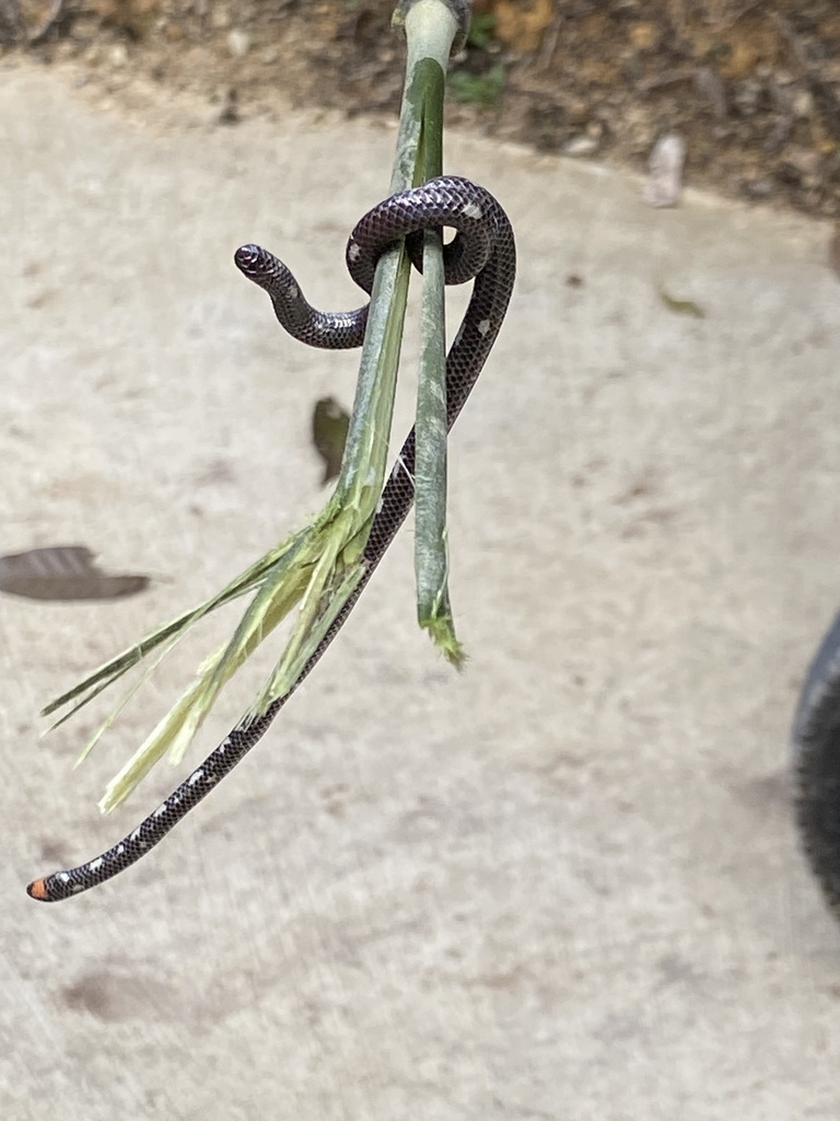 Leonard's Pipe Snake in March 2023 by Nur Najmin · iNaturalist