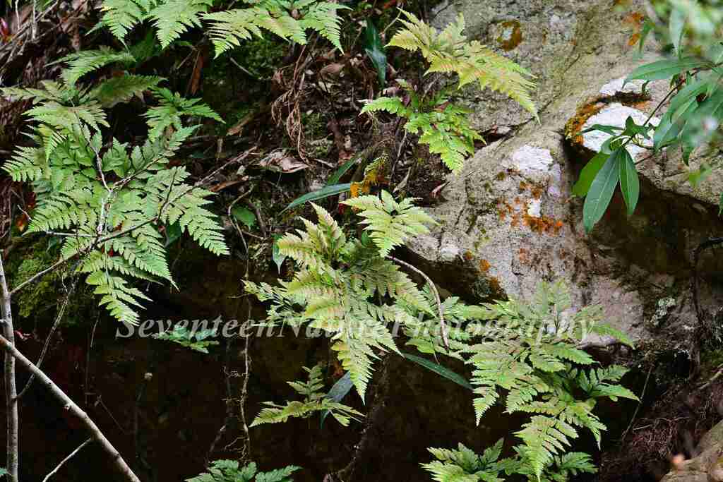 Davalliaceae from 中国广西壮族自治区防城港市上思县 on February 5, 2024 at 11:32 AM by ...