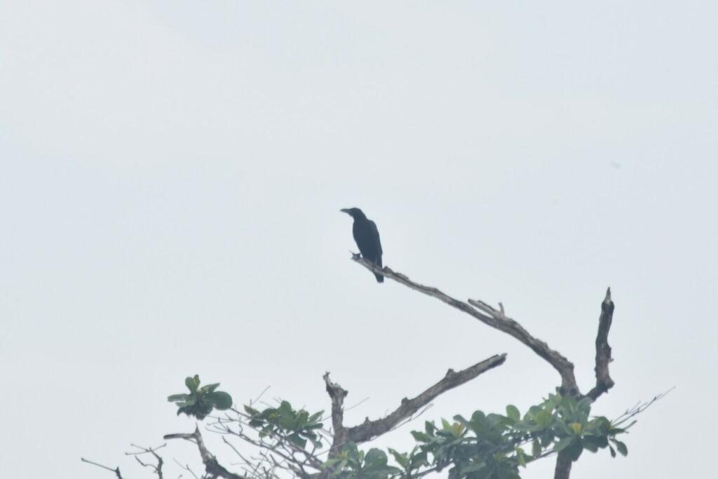 Large-billed Crow from Kuta Selatan, South Kuta, Badung Regency, Bali ...