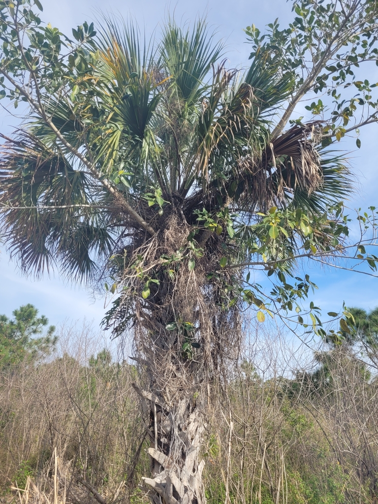 flowering plants from Fort Pierce, FL 34981, USA on February 16, 2024 ...