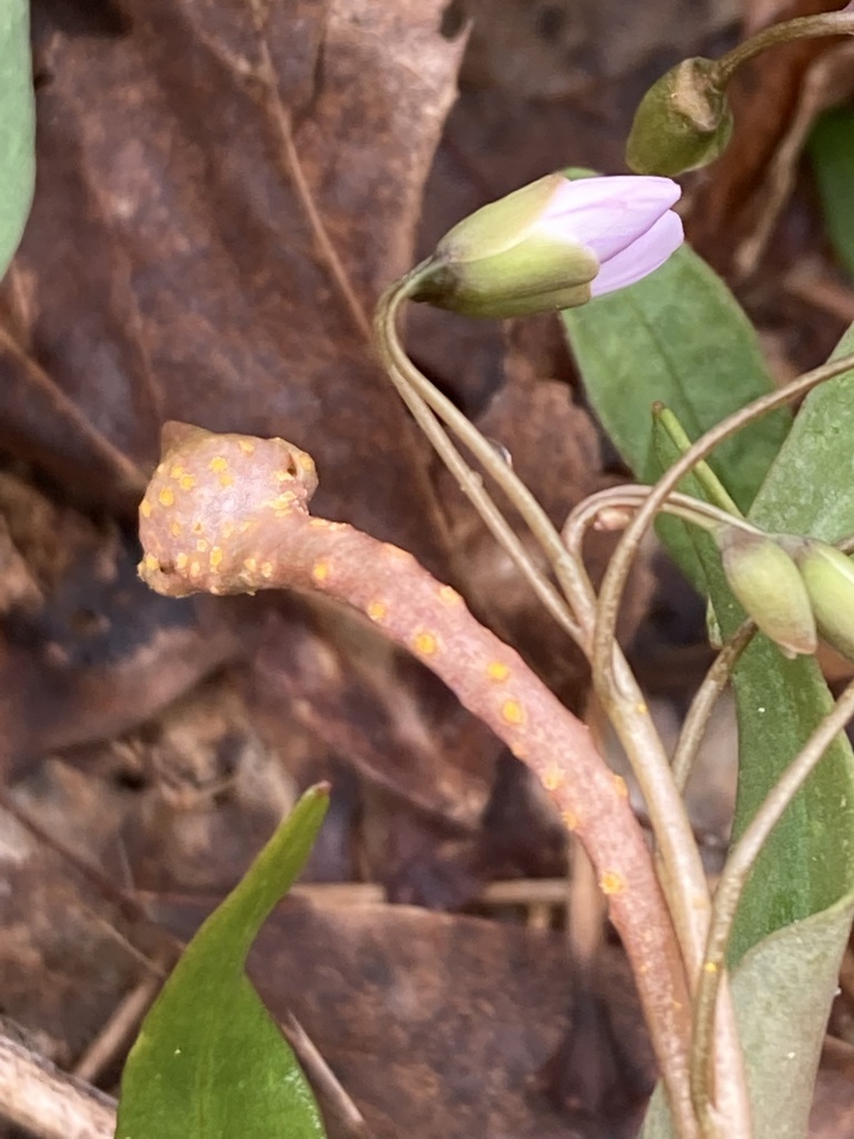 spring beauty rust from Simcoe County, ON, Canada on May 4, 2022 at 10: ...