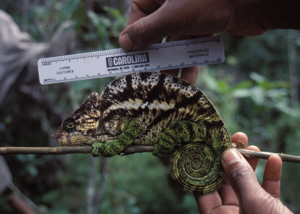 O'Shaughnessy's Chameleon in June 2001 by Mitchell Irwin · iNaturalist