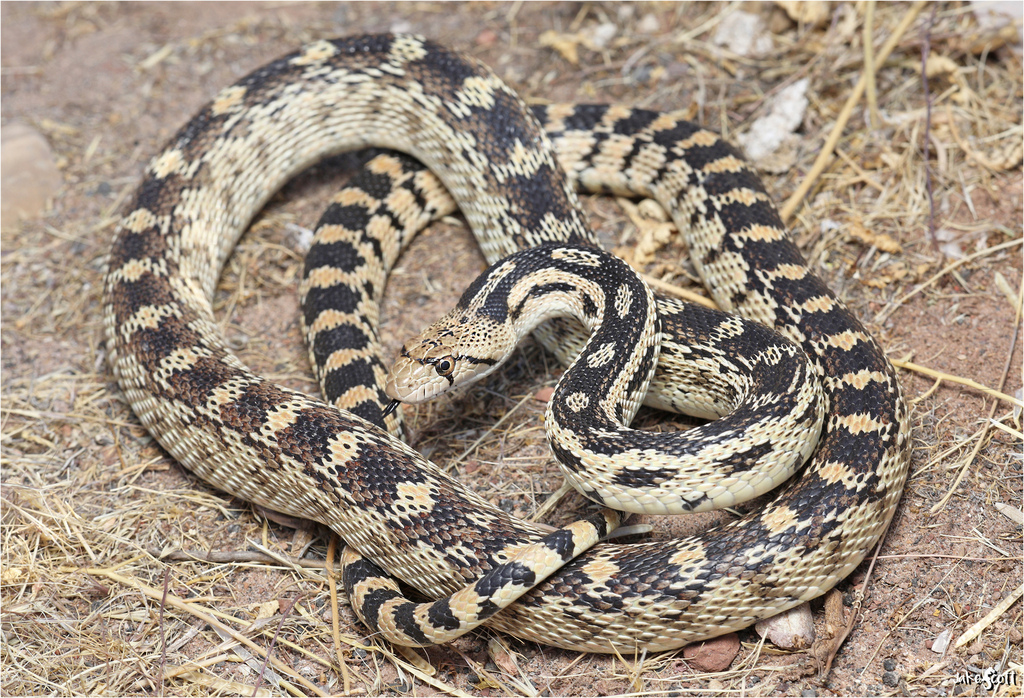 Great Basin Gopher Snake in May 2020 by Jake Scott · iNaturalist