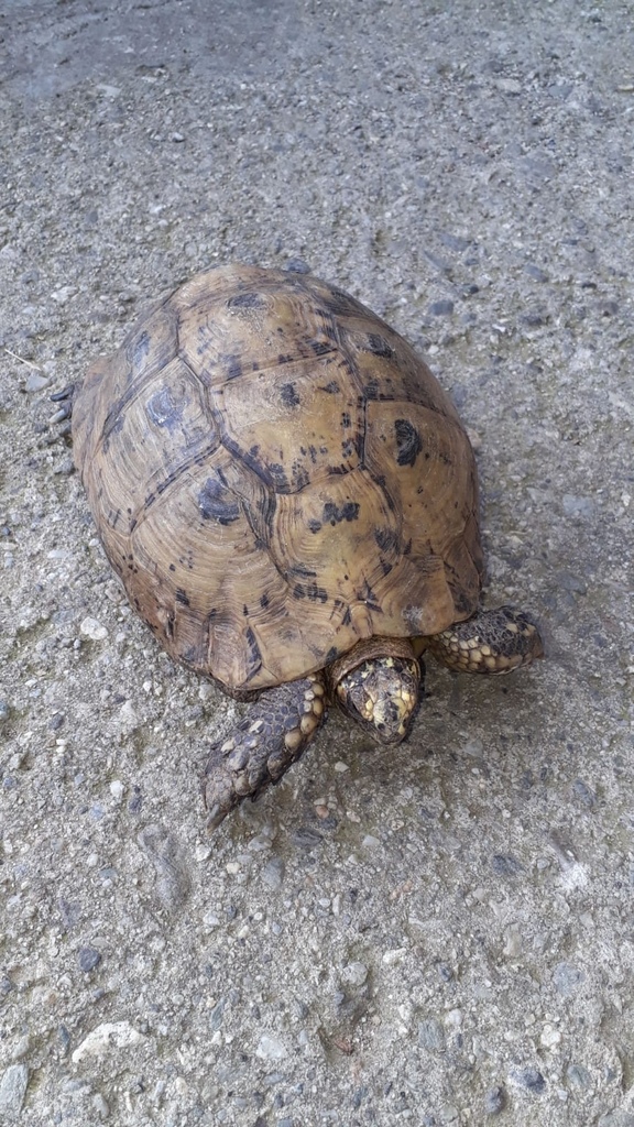 Greek Tortoise in April 2019 by criptos · iNaturalist