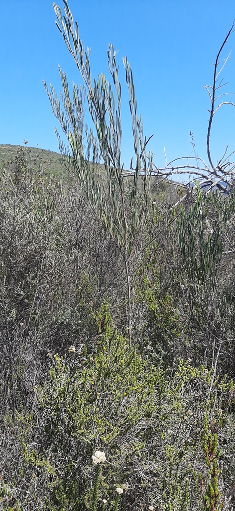 Hop wattle from Knysna Local Municipality, South Africa on February 1 ...