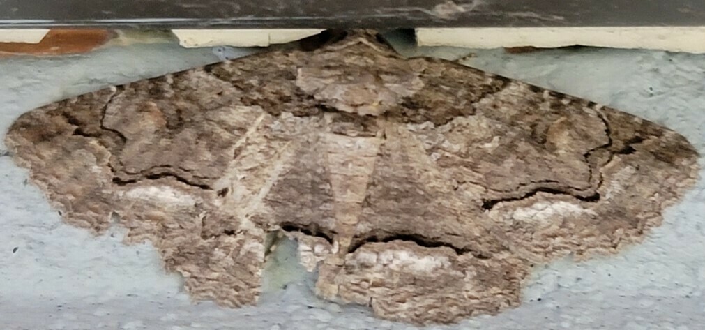 Maple Zale Moth from Wayne on June 12, 2023 at 06:26 AM by -alaimins ...