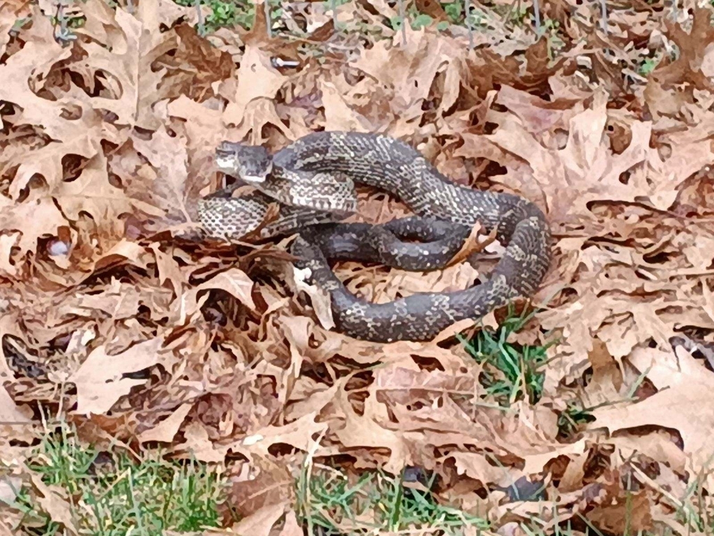 Gray Ratsnake From Taylorsville Ky 40071 Usa On February 13 2024 By