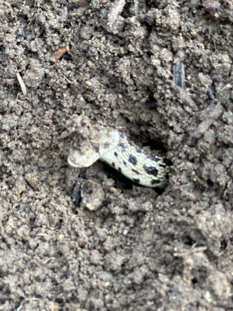 Pacific Gopher Snake from Calabasas Rd, Watsonville, CA, US on February ...