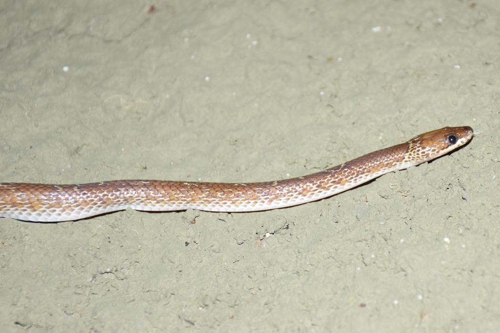 Common Wolf Snake from Lamma Island, Hong Kong on August 23, 2014 at 08 ...
