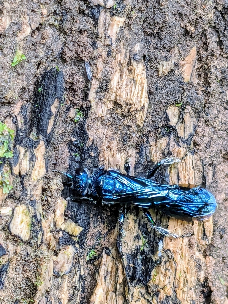 Narrow-waisted Wasps, Ants, and Bees from Puntarenas Province ...