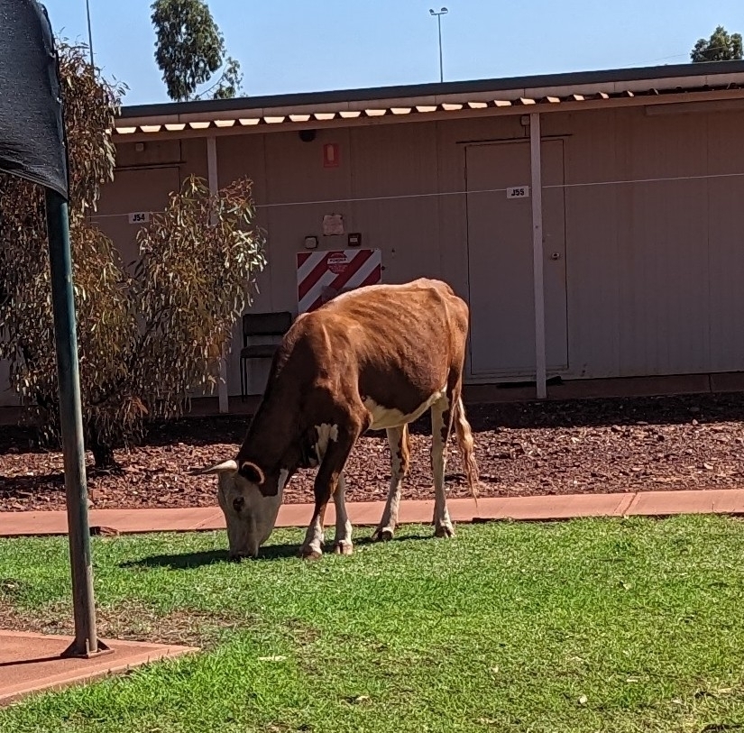 Domestic Cattle from Rocklea WA 6751, Australien on February 9, 2024 at ...