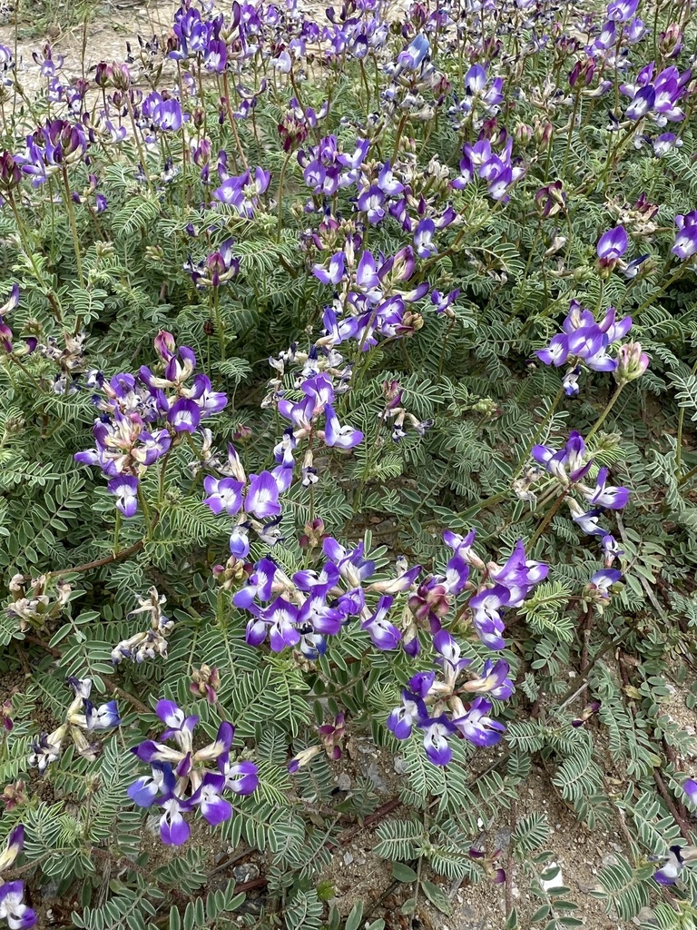 milkvetches from Beckwith Arm, Falcon, TX, US on February 15, 2024 at ...