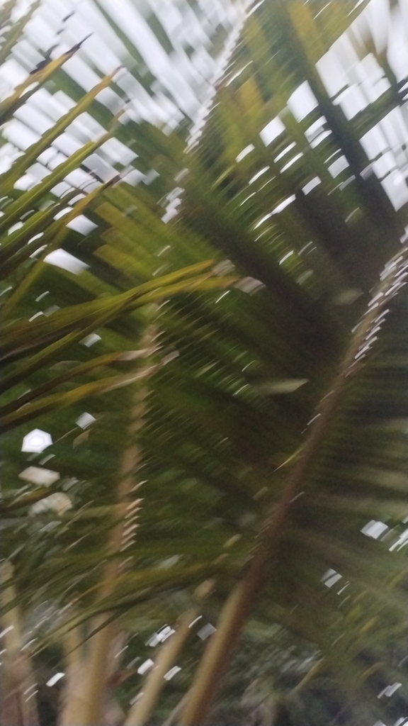 coconut palm from La Ceiba on February 14, 2024 at 05:52 PM by Irvin ...