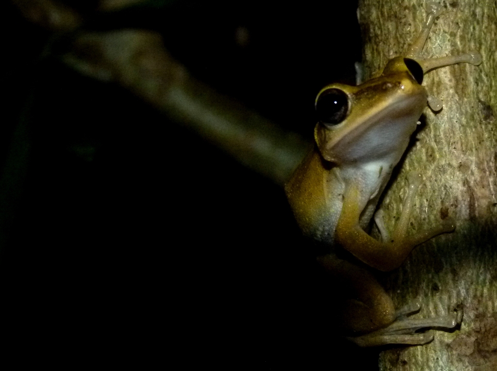 Brown Tree Frog from vang vieng on September 20, 2010 by Benjamin ...