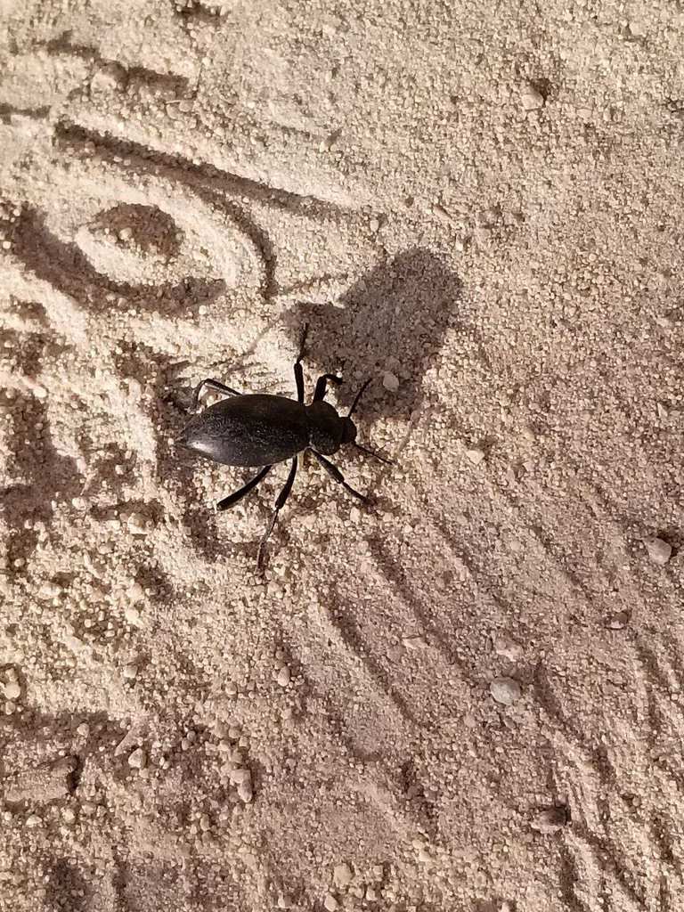 Desert Stink Beetles from Joshua Tree National Park, Riverside County ...