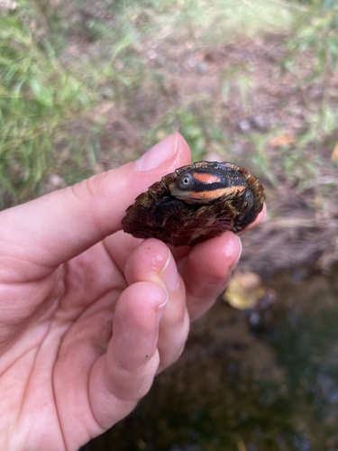 Northern Red-faced Turtle (Emydura australis) · iNaturalist United Kingdom