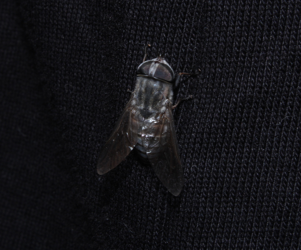 Horse Flies from Wild Dog Hill, Whyalla Barson SA 5601, Australia on ...