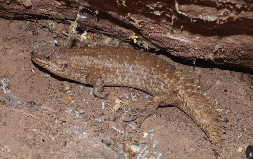Gidgee Skink from Wild Dog Hill, Whyalla Barson SA 5601, Australia on ...