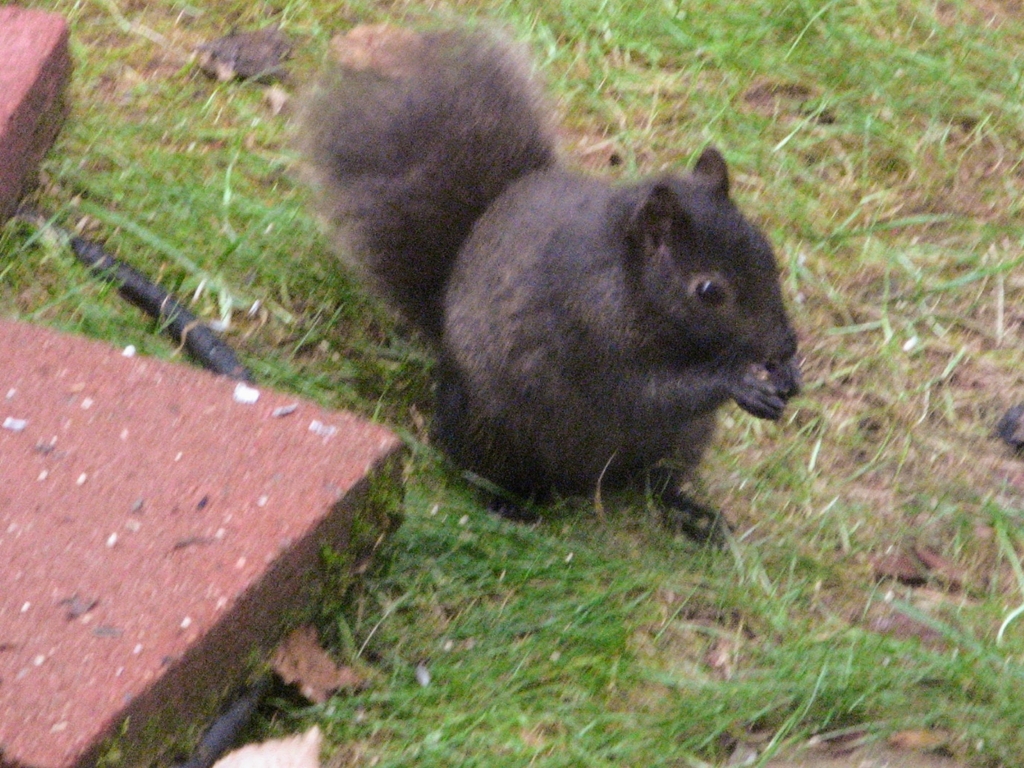 Eastern Gray Squirrel from Northwest Harwinton, CT 06791, USA on ...