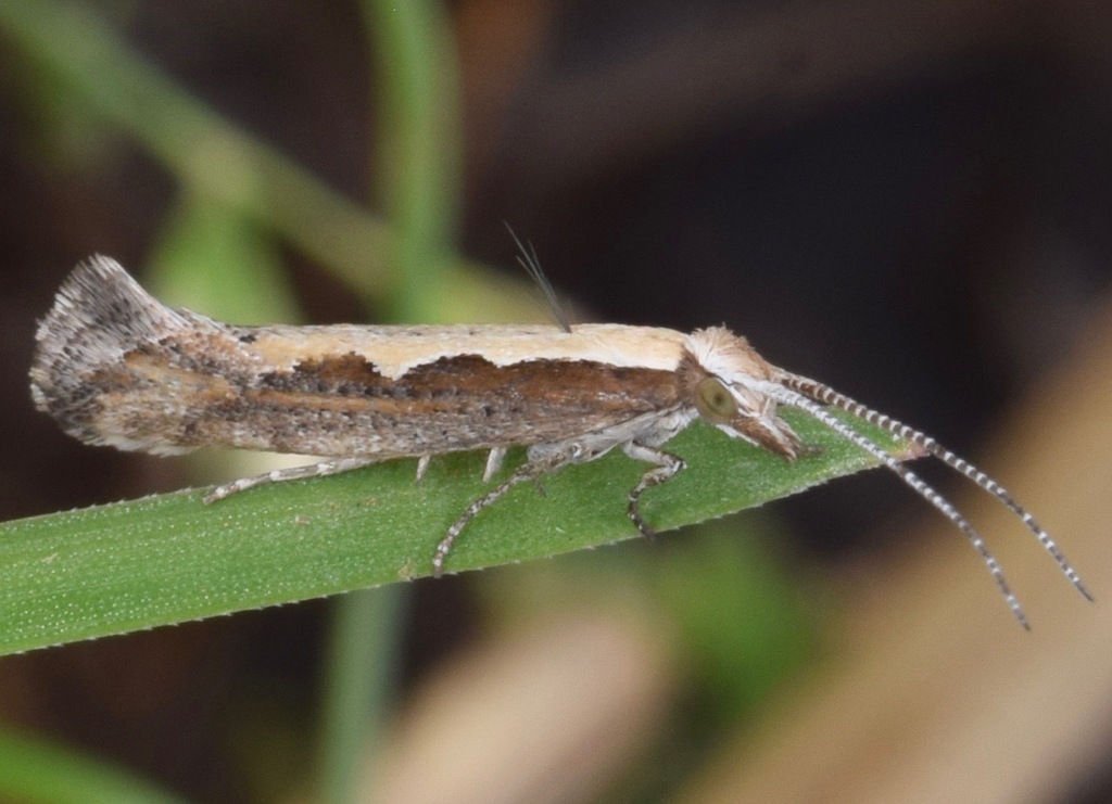 Diamondback Moth (Moths of Georgia) · iNaturalist