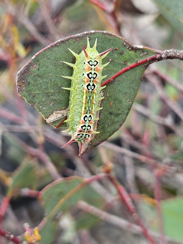 Four-spotted Cup Moth from Newnes Plateau NSW 2790, Australia on ...