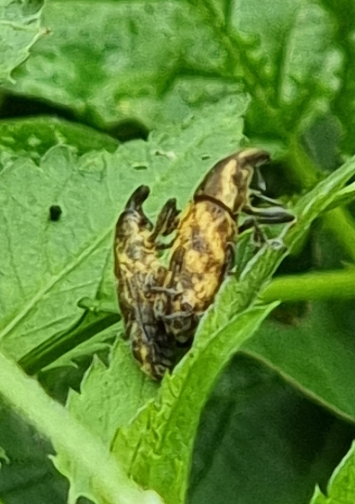 Gasteroclisus immundus from Diamond Valley QLD 4553, Australia on ...