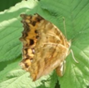 Asian Comma in August 2019 by PnR · iNaturalist