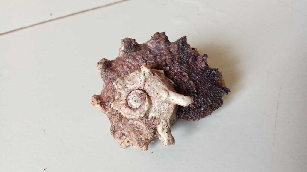 Lacinate Dolphin Shell from Indonesia on February 17, 2024 at 04:33 PM ...