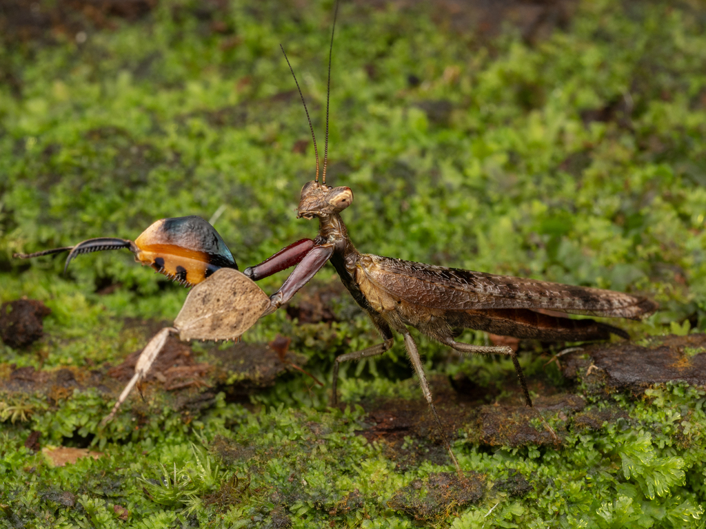Astyliasula phyllopus from Bahagian Pedalaman, Sabah, Malaysia on ...