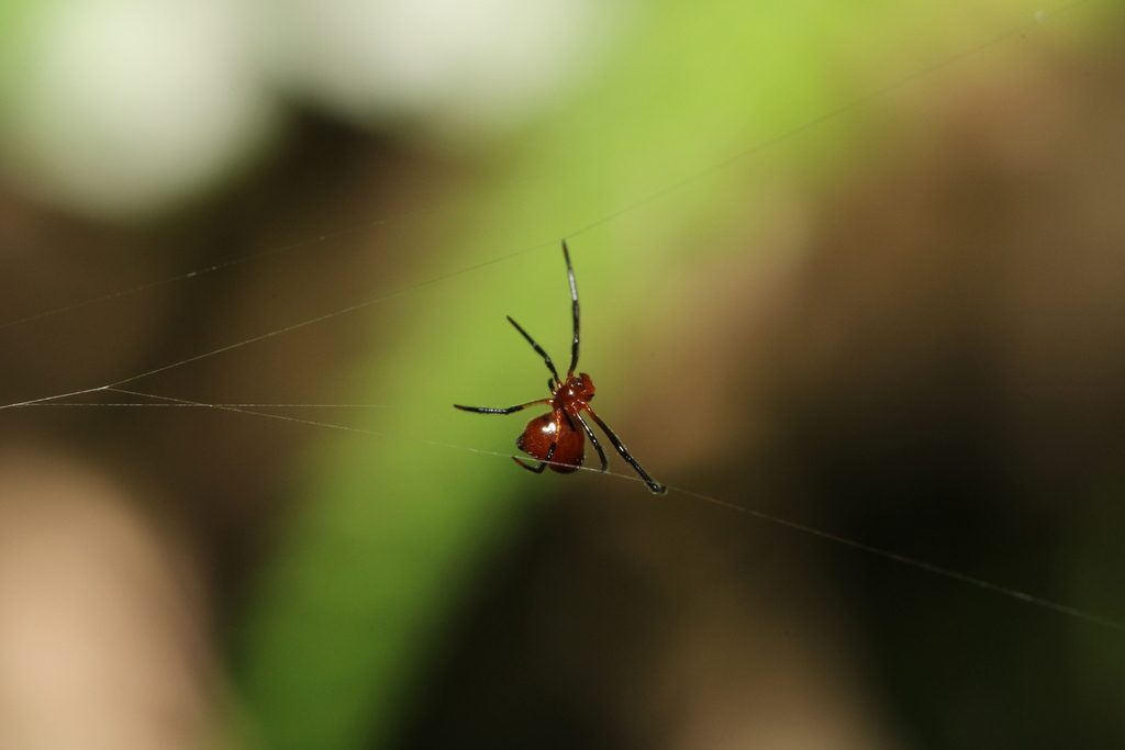Small Thief Spider from Taipei, Taiwan on February 15, 2024 at 04:30 PM ...