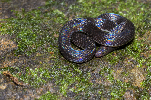 Savage's Earth Snake (Geophis downsi) · iNaturalist