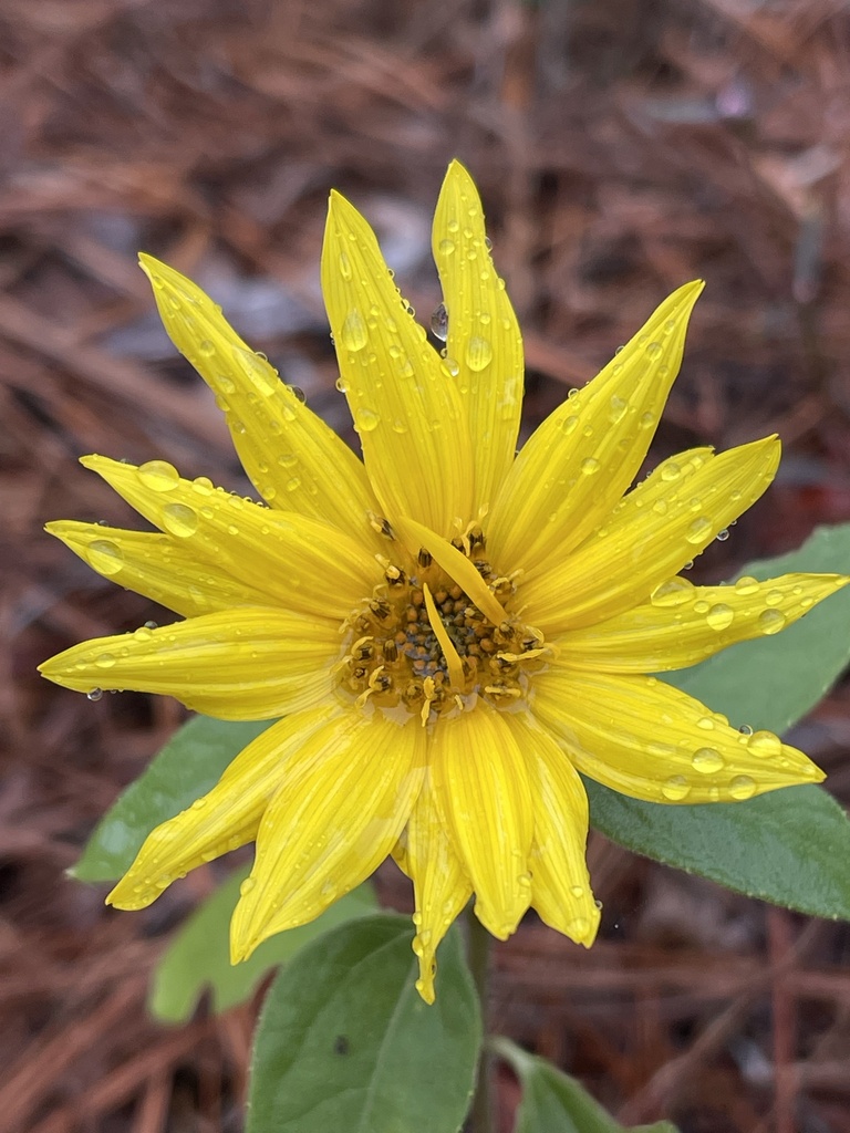 Florida false sunflower from US-19 N, Clearwater, FL, US on February 17 ...
