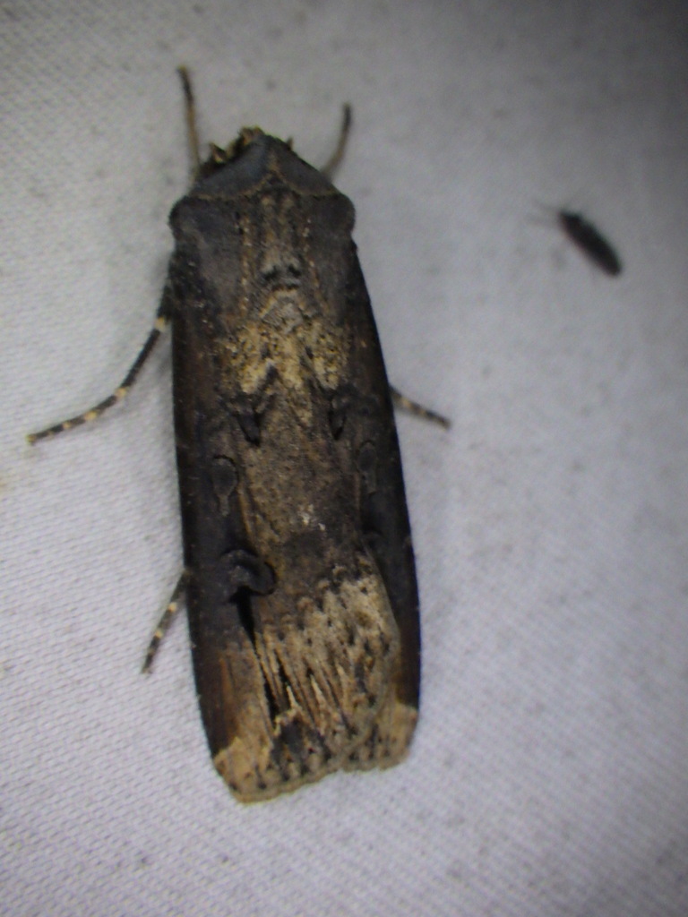 Ipsilon Dart Moth from Sunset, ME, USA on October 22, 2021 at 04:49 AM ...