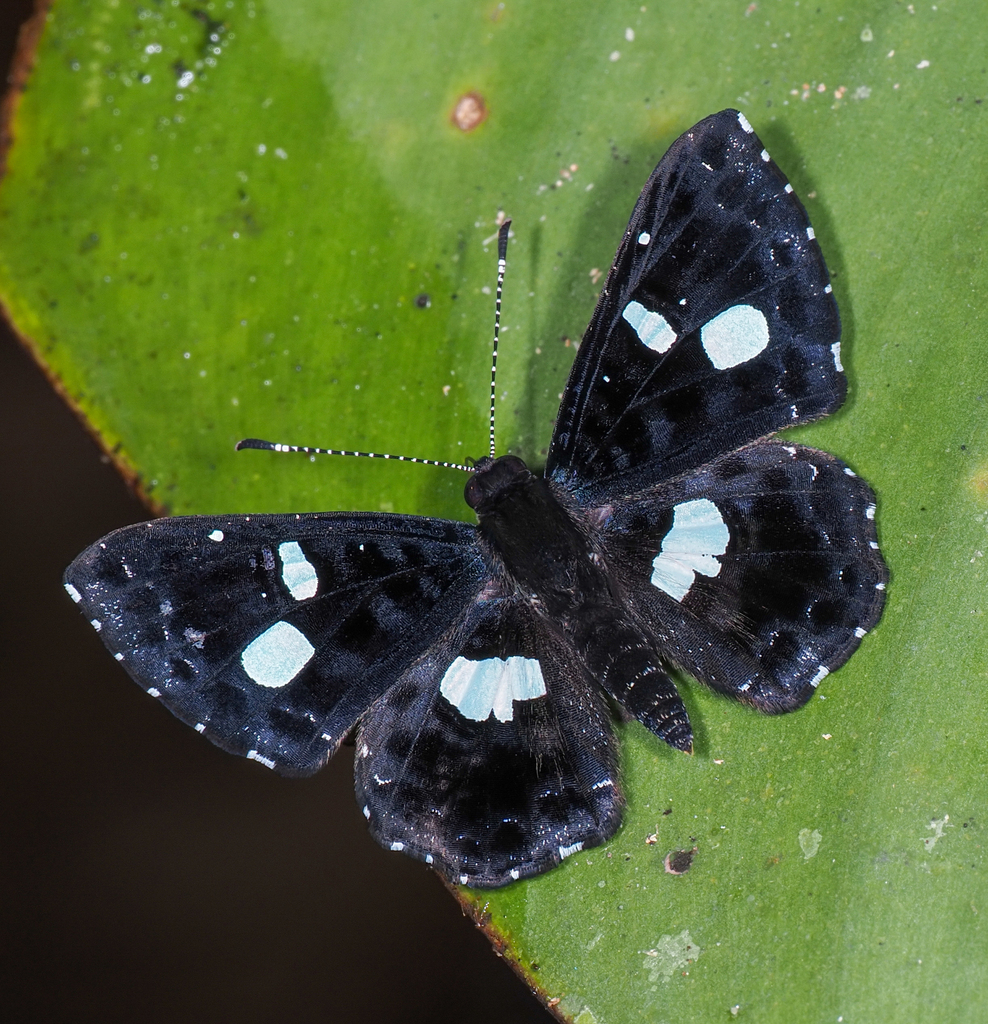 Calydna catana from ARCC Lago Soledad Tambopata, Peru on September 1 ...