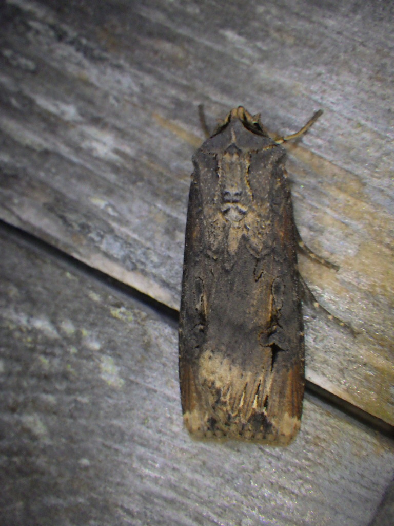 Ipsilon Dart Moth from Sunset, ME, USA on October 23, 2021 at 04:13 AM ...