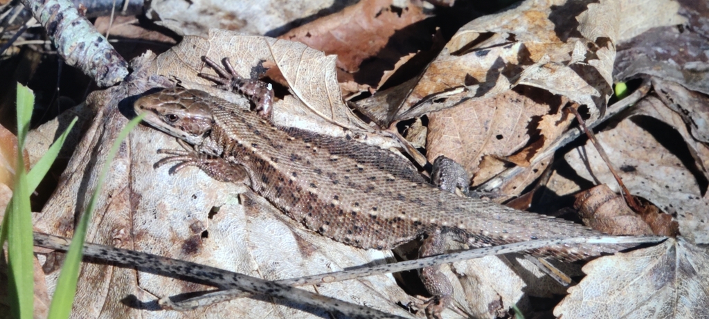 Viviparous Lizard from 4470 Svebølle, Danmark on February 17, 2024 at ...